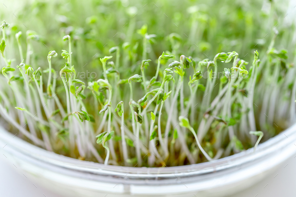 Cress cultivation at home. Glass bowl filled with water and sprouts ...