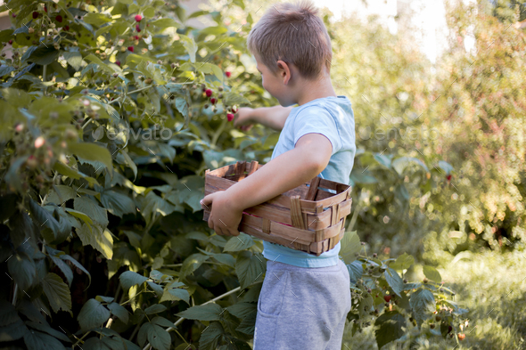 Cute little kid picking fresh berries on raspberry field. Stock Photo ...