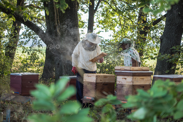 Beekeepers is working with bees and beehives on the apiary. Authentic ...