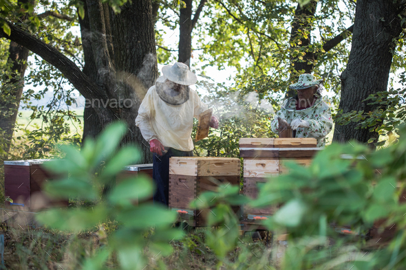 Beekeepers is working with bees and beehives on the apiary. Authentic ...