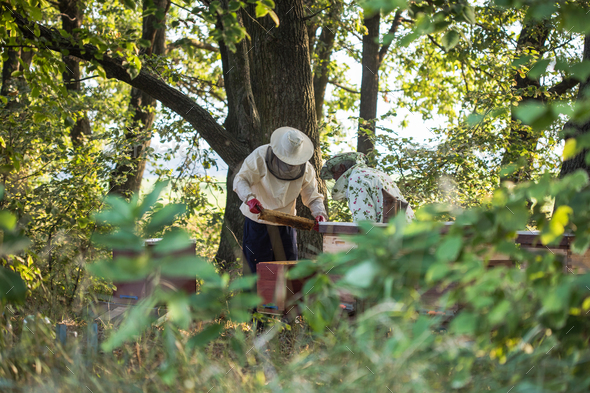 Beekeepers is working with bees and beehives on the apiary. Authentic ...