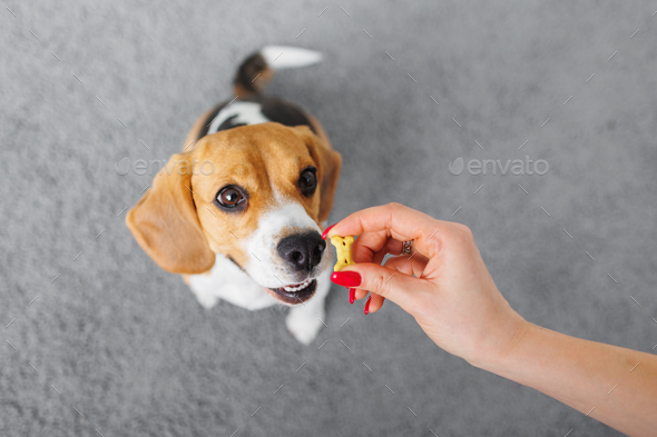 beagle dog training, top view of a thoroughbred dog. the cute pet ...