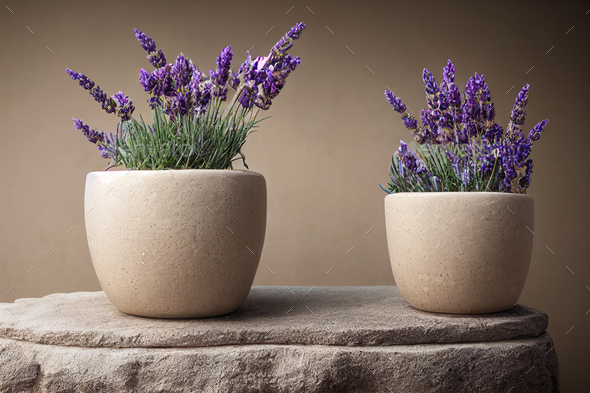 beige ceramic pot with lavender on natural stone podium with dry plant ...