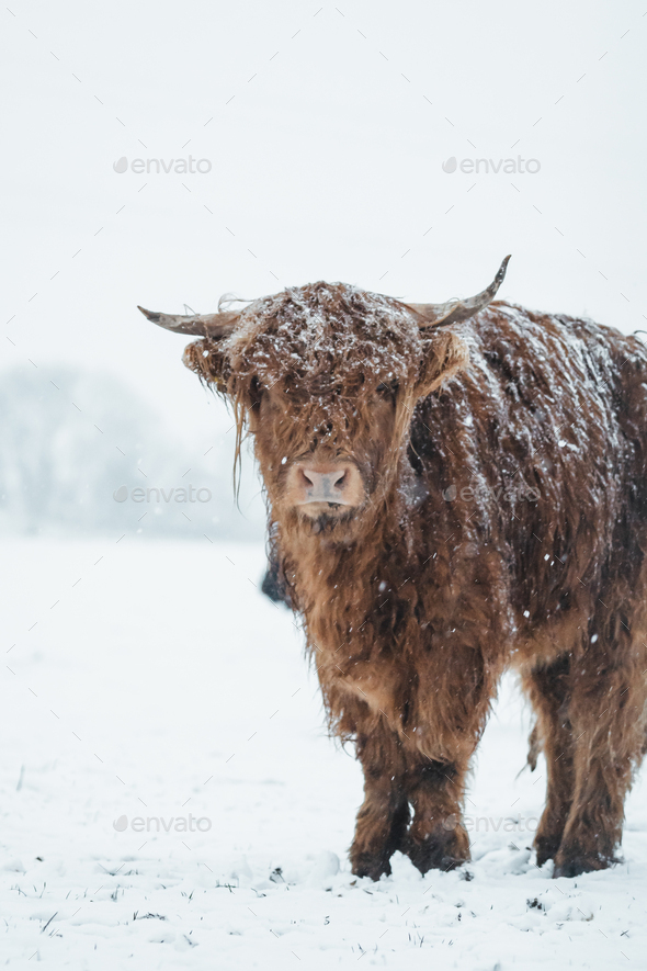 Scottish Highlander Cow Cattle covered with snow in nature 2022 Stock ...