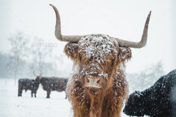 Scottish Highlander Cow Cattle covered with snow in nature 2022 Stock ...