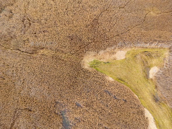 Swamp, top view Stock Photo by bestproject | PhotoDune