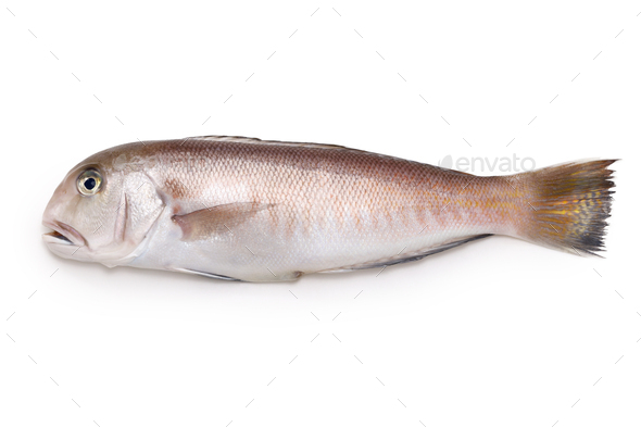 White tilefish ( a luxury fish in Japan ) isolated on white background ...