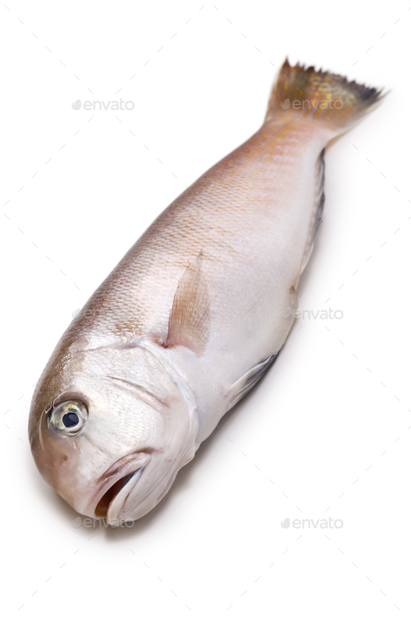 White tilefish ( a luxury fish in Japan ) isolated on white background ...