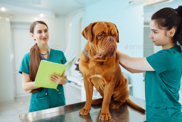 Doctors examining a very cute dog in veterinary clinic. Dogue de ...