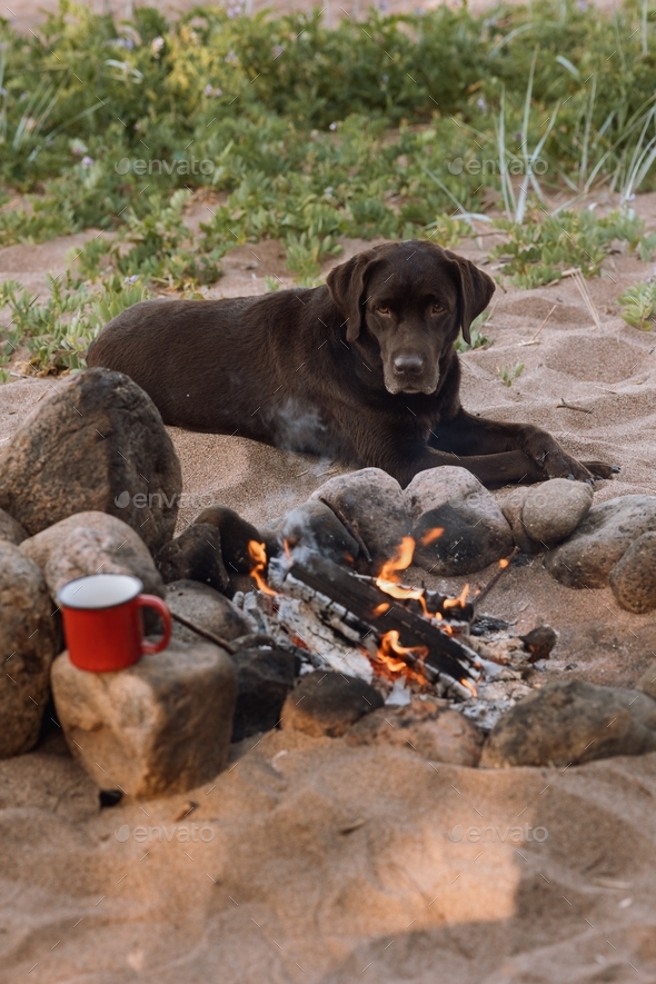 nature adventures in the woods or by the sea, chocolate Labrador ...