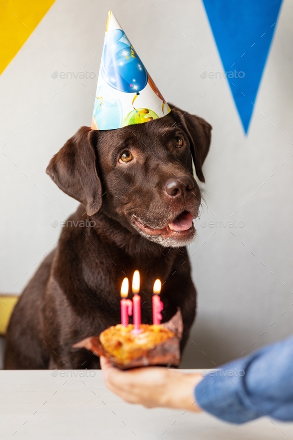 cute chocolate labrador portrait on birthday party, labrador retriever ...