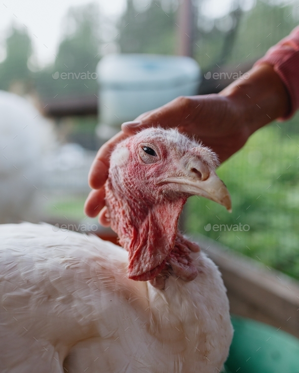 raise domestic birds for meat for your family or for sale Stock Photo ...