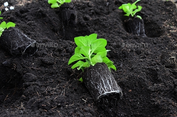 transplanting petunia seedlings from a temporary pot into the ground ...