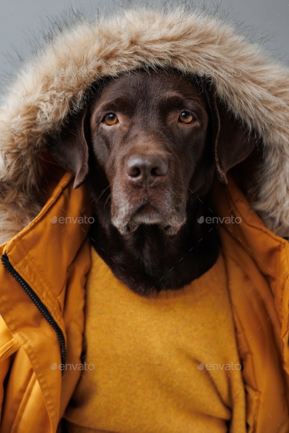 animals are like people. the dog is a chocolate labrador retriever in a ...