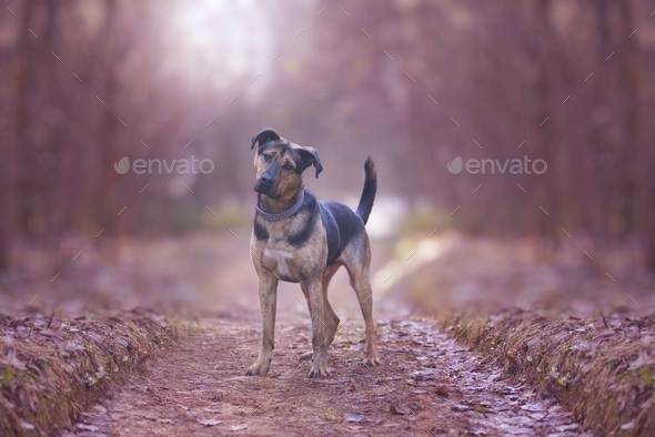 Humans best friend Stock Photo by fotozanemeiere | PhotoDune