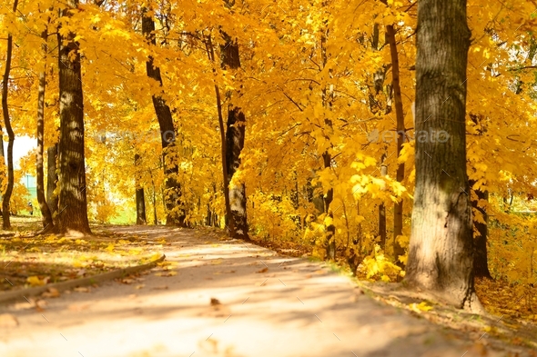 maple trees with yellow fall foliage in autumn park Stock Photo by ...