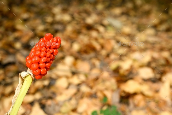 arum plant with ripe red berries in the forest Stock Photo by ksenia_she