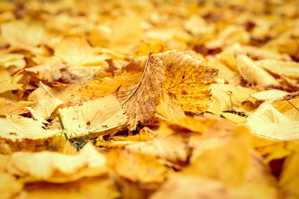 autumn fallen leaves of a elm tree on the ground on the green grass ...