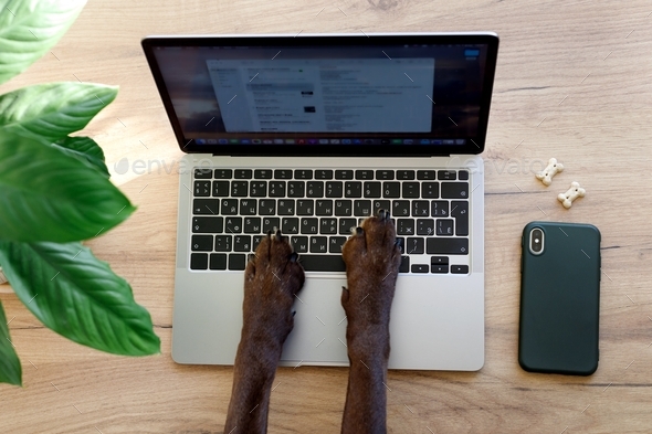 dog paws on a laptop keyboard, dog typing a message, business office ...