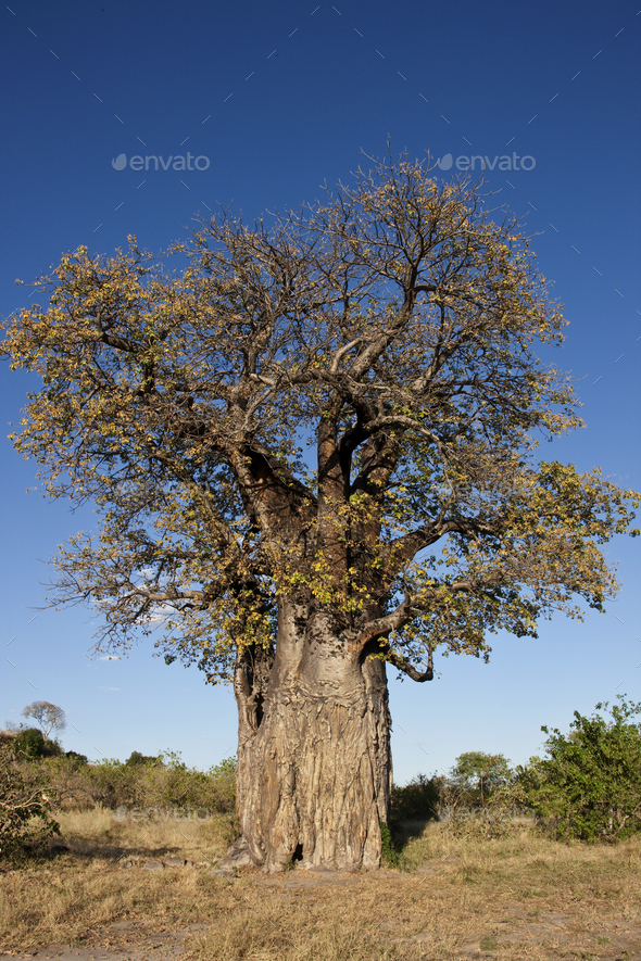 Baobab Tree - Botswana Stock Photo by SteveAllenPhoto999 | PhotoDune
