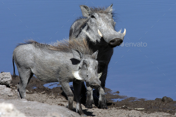 Warthogs - Namibia Stock Photo by SteveAllenPhoto999 | PhotoDune