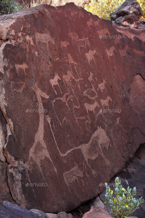 Ancient bushman carvings (Petroglyphs) at Twyfelfontain in Damaraland ...