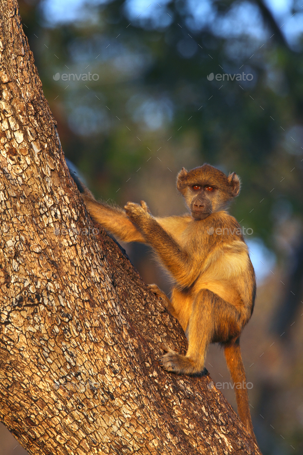 Vervet Monkey (cercopithecus aethiops) in the late afternoon sunlight ...