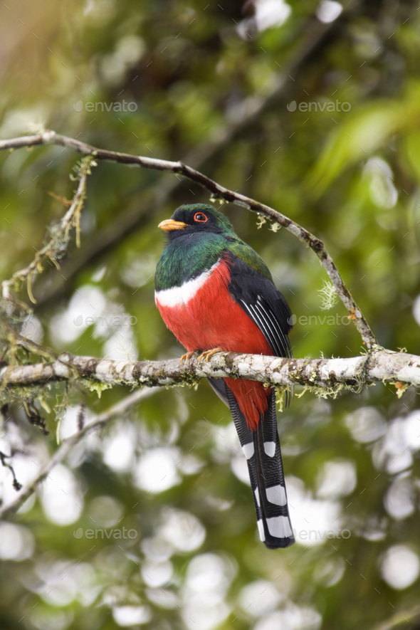 Male Masked Trogon (Trogon personatus) in the Mindo Cloud Forest at ...