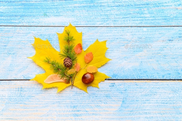 autumn yellow maple leaf, maple seed, chestnut, red twig and fir twig ...