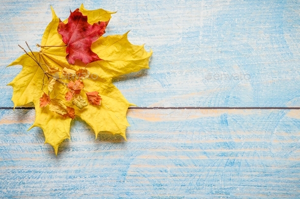 autumn maple leaves and fall twigs. fall materials for children's ...