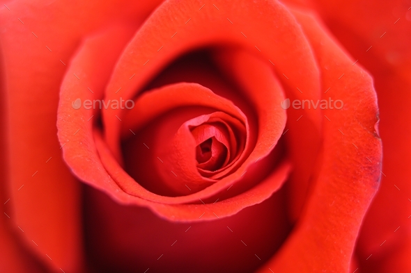 red rose flower in full bloom zoomed in. petals of rose close up. depth ...