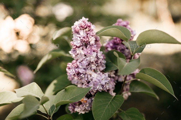 branch terry lilac in full bloom of pale purple mauve spring flowers of ...