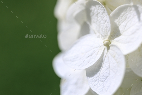 white hydrangea flowers in full bloom zoomed in. bud and petals ...
