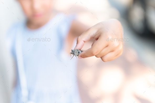 kid hand holding cicada flying chirping insect or bug or beetle. child ...