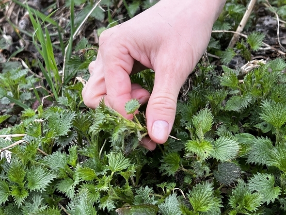 spring harvest nettle wild plant picking and harvesting raw fresh ...