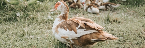 musk or indo duck family on farm and drinker. breeding poultry in small ...