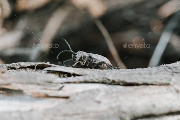 Lamia textor - Weaver beetle insect on a tree bark Stock Photo by ...