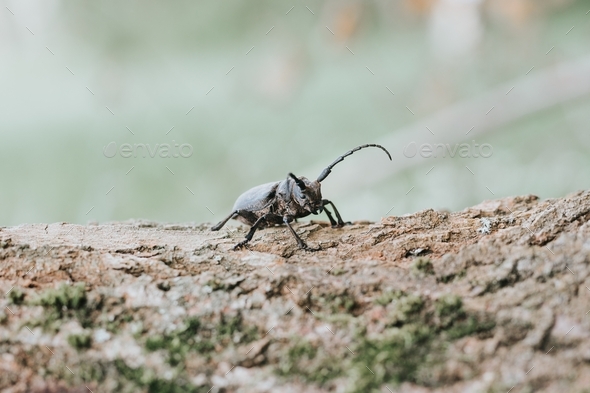Lamia textor - Weaver beetle insect on a tree bark Stock Photo by ...