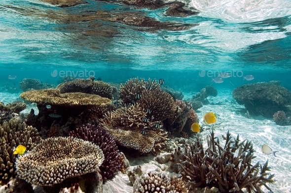 Coral Reef - Aitutaki in the Cook Islands Stock Photo by SteveAllenPhoto999