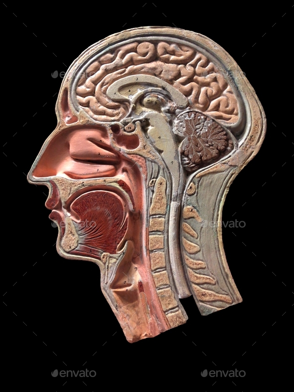 Victorian Anatomy Model Stock Photo by SteveAllenPhoto999 | PhotoDune