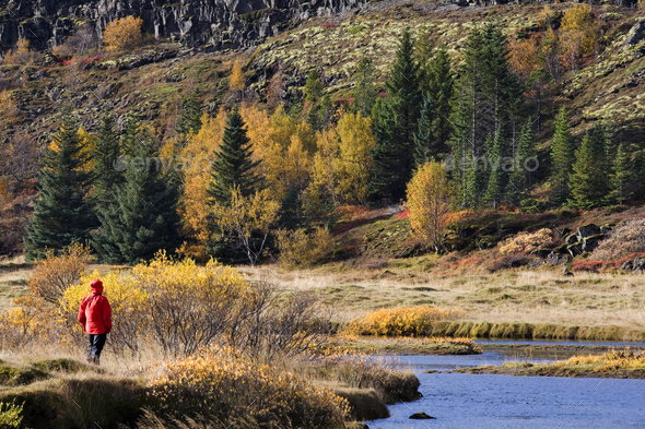 Autumn colors - Part of the rift valley at Pingvellar caused by ...