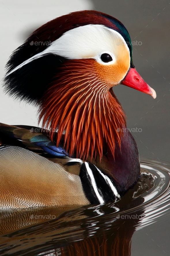 Mandarin Duck - Photographed on a temple pond in Kyoto, Japan Stock ...