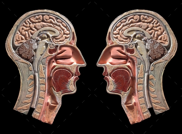 Anatomical model of the human head Stock Photo by SteveAllenPhoto999