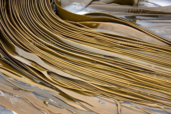 Strands of Kelp on a beach in the Falkland Islands Stock Photo by ...