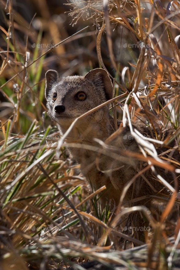 A rarely seen Small-Spotted Genet (Genetta Genetta) in the Savuti ...