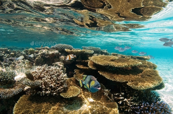 Coral Reef - Aitutaki in the Cook Islands Stock Photo by SteveAllenPhoto999