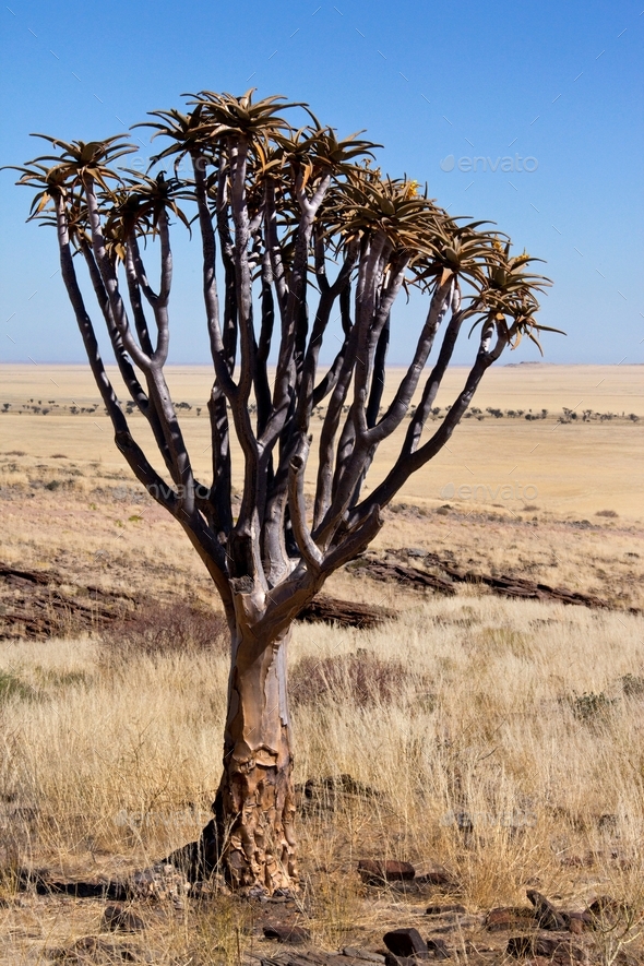 Quiver Tree - Namib Desert - Namibia Stock Photo by SteveAllenPhoto999