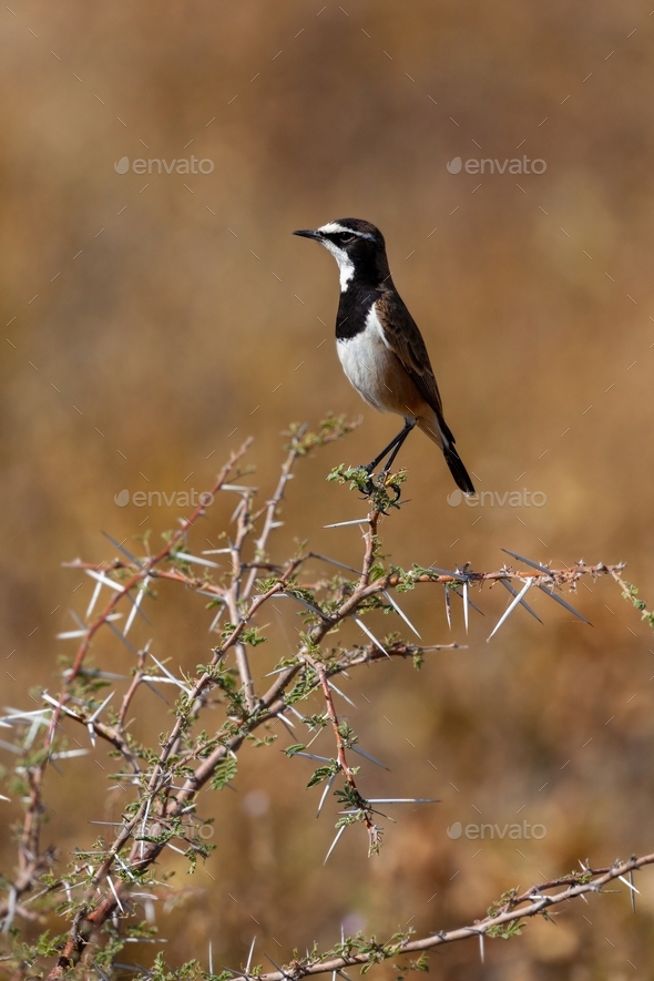 Capped Wheatear (Oenanthe pileata) on an Acacia Tree (Acacia erioloba ...