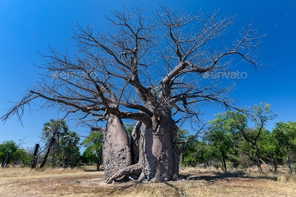 Baobab Tree - Botswana Stock Photo by SteveAllenPhoto999 | PhotoDune