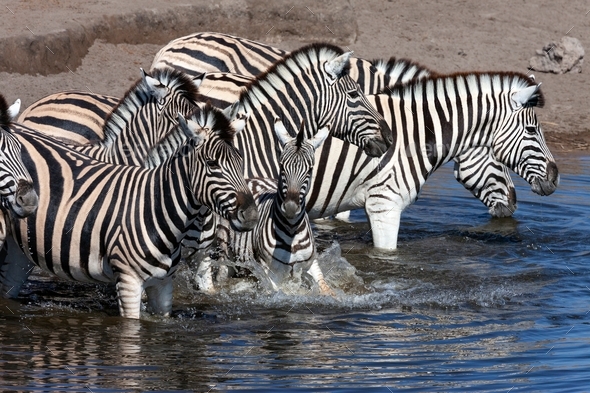 Zebra - Namibia Stock Photo by SteveAllenPhoto999 | PhotoDune